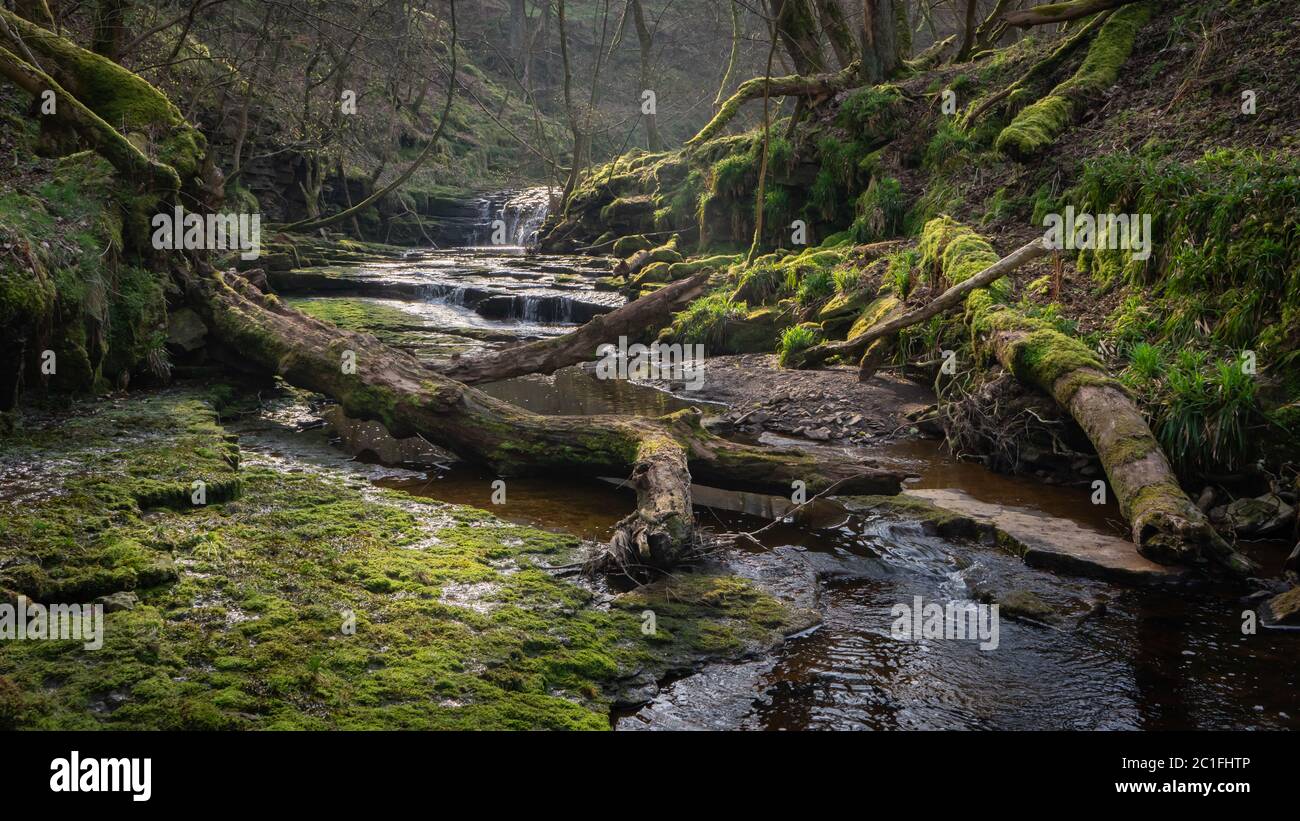 woodland stream in Northumberland Stock Photo - Alamy