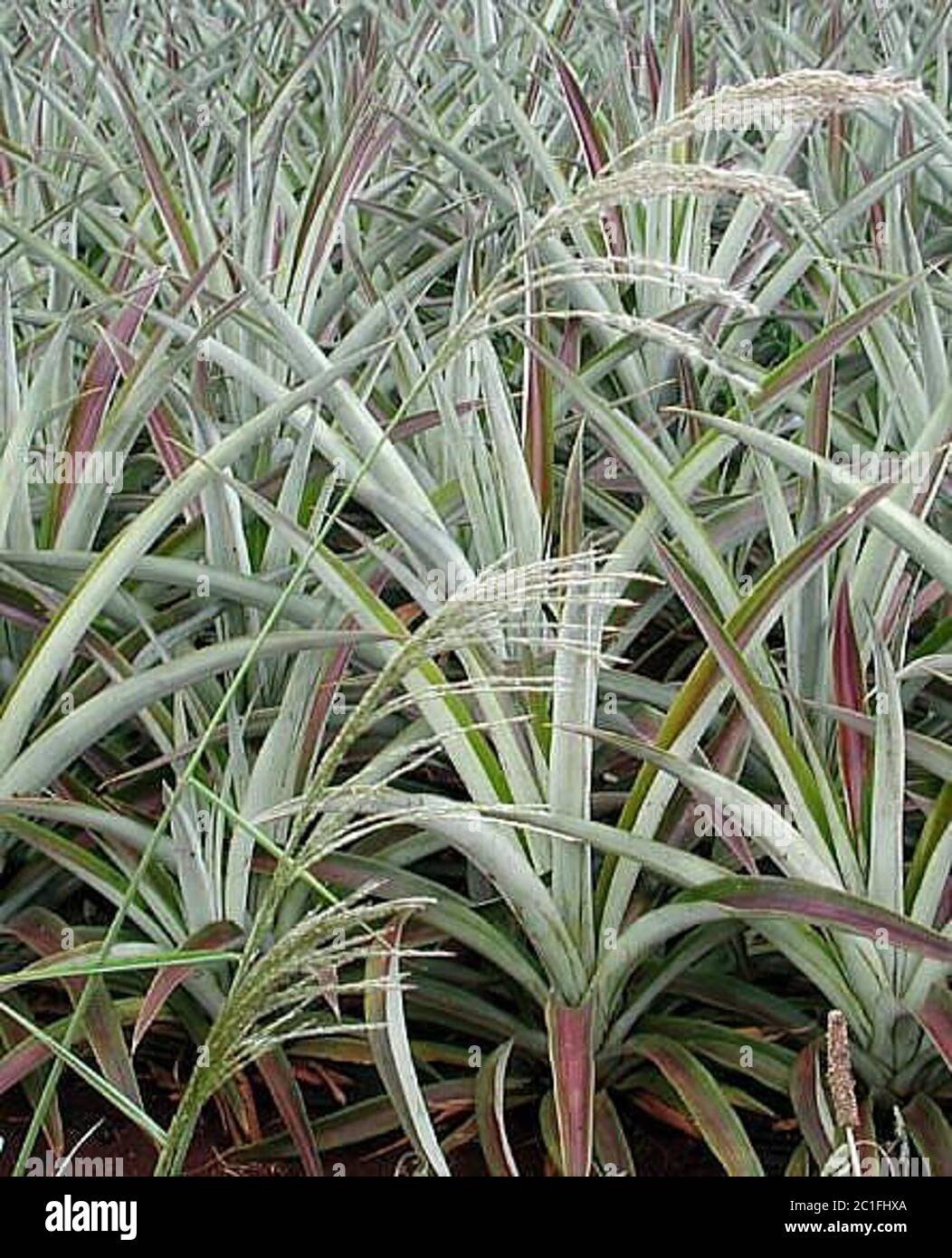 Digitariainsularis1.jpg Digitaria insularis L Fedde Stock Photo - Alamy