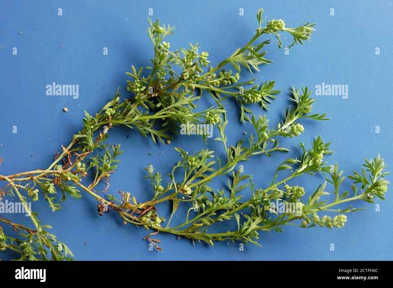 Didymum hi-res stock photography and images - Alamy