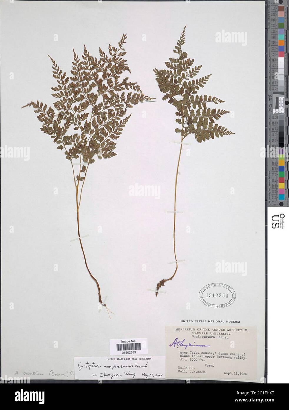 Cystopteris sp Cystopteris sp Stock Photo - Alamy