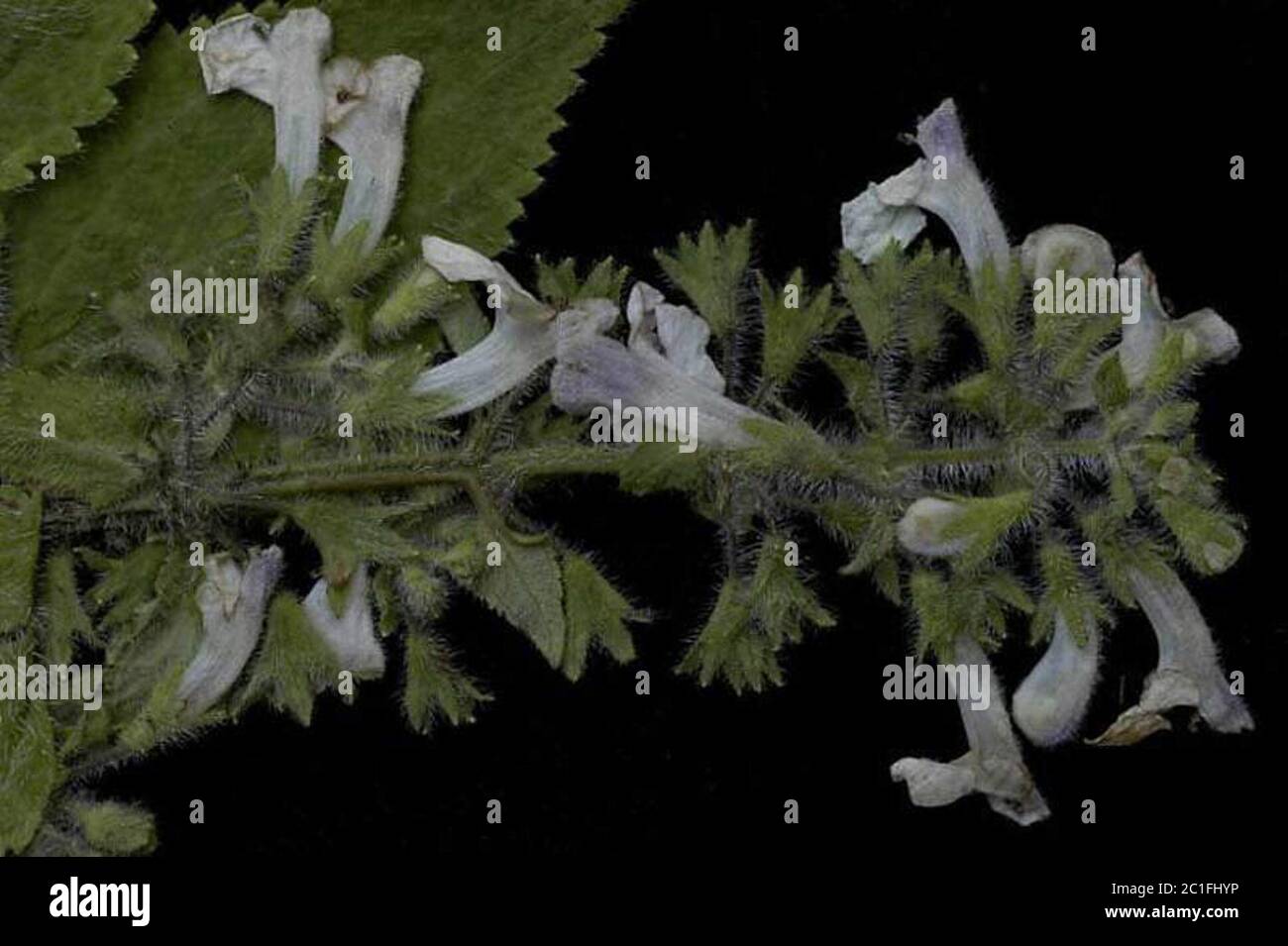 Phyllostegia hi-res stock photography and images - Alamy