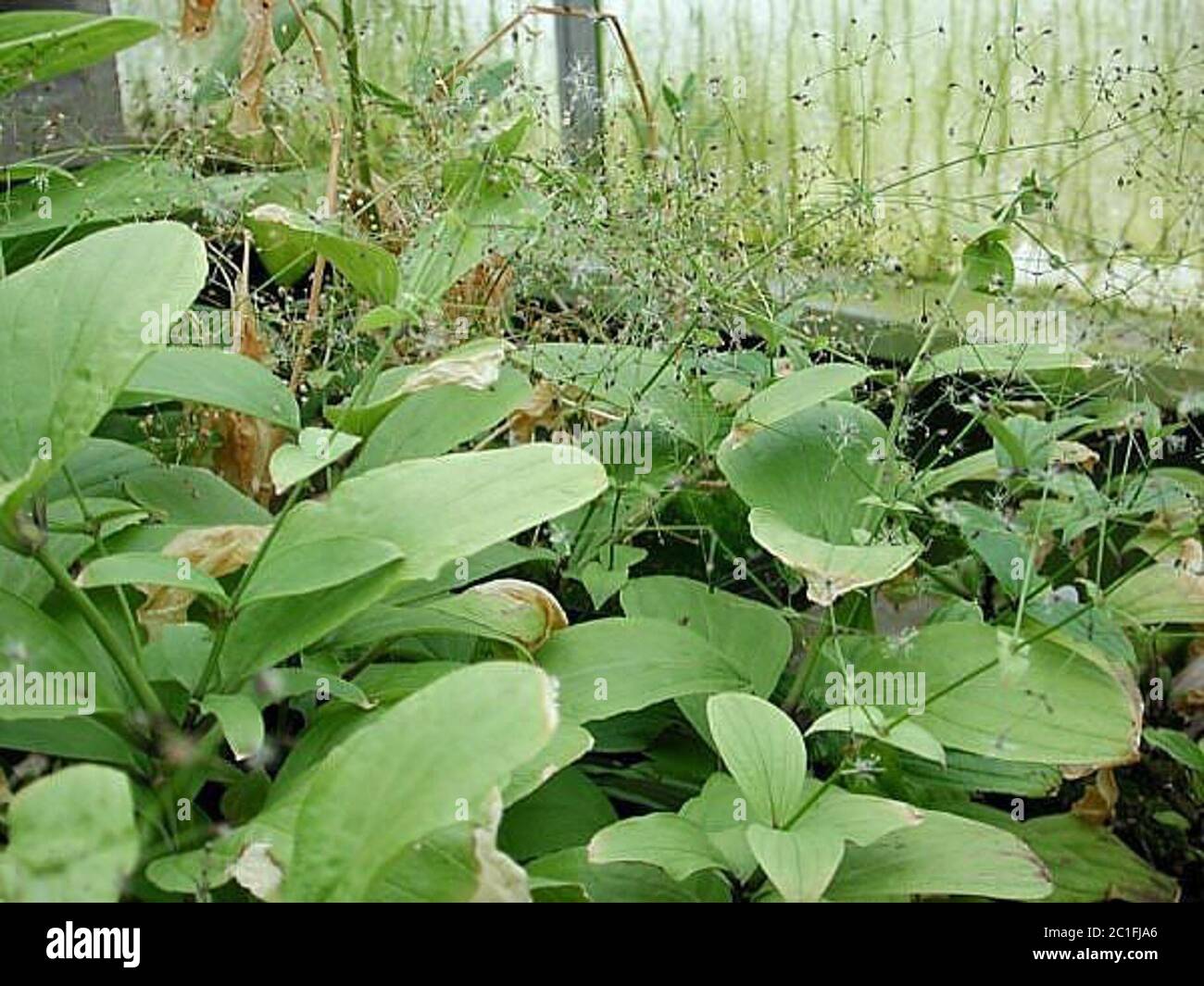 Schiedeamembranacea2.jpg Schiedea membranacea H St John Stock Photo - Alamy