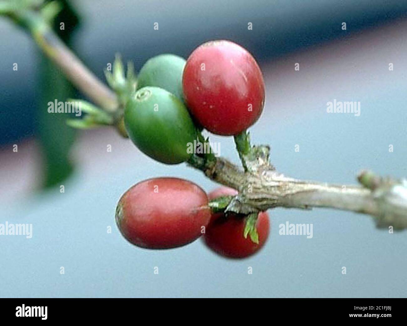 Coffea arabica ethiopia hi-res stock photography and images - Alamy