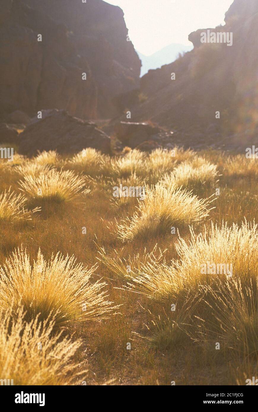 Festuca sp Festuca sp Stock Photo - Alamy