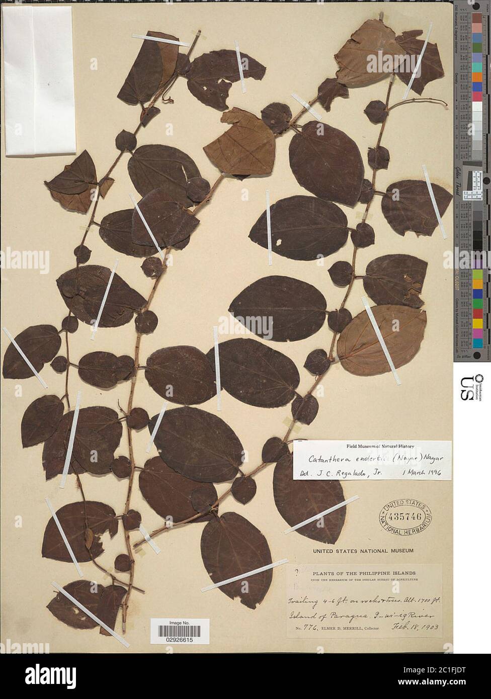 Catanthera endertii MP Nayar MP Nayar Catanthera endertii MP Nayar MP ...