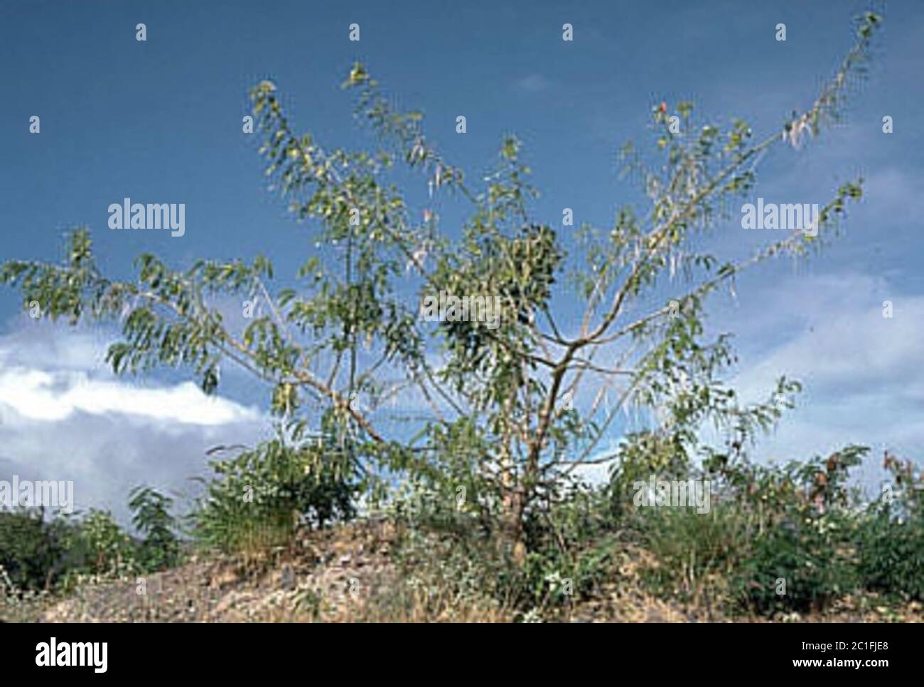 Sesbania tomentosa hi-res stock photography and images - Alamy