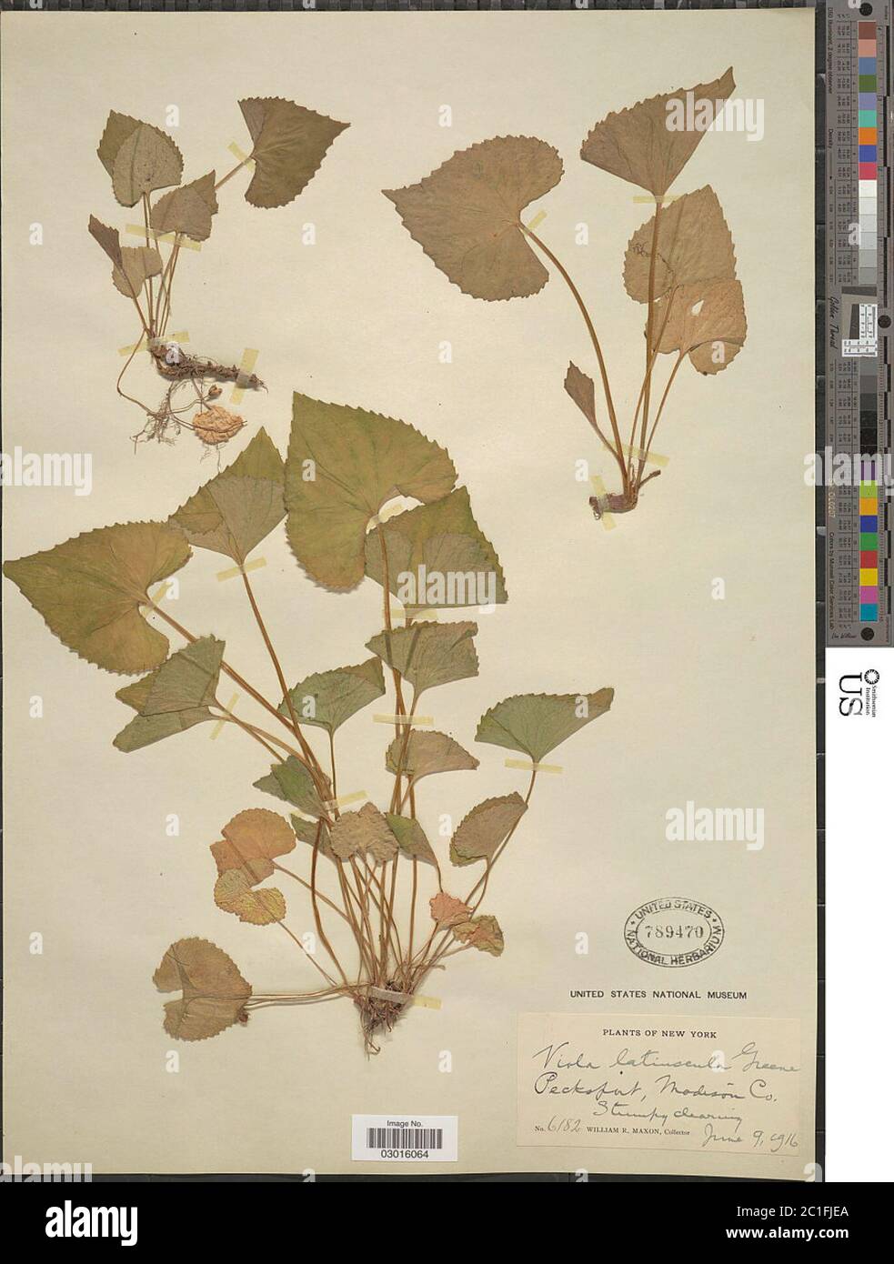 Latiuscula hi-res stock photography and images - Alamy