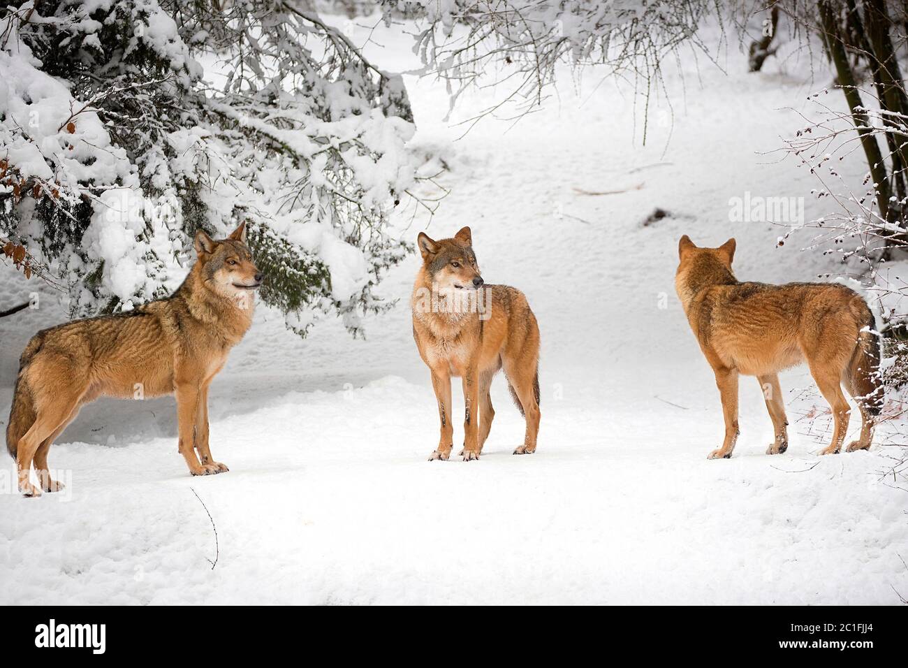 Wolves in forest hi-res stock photography and images - Alamy