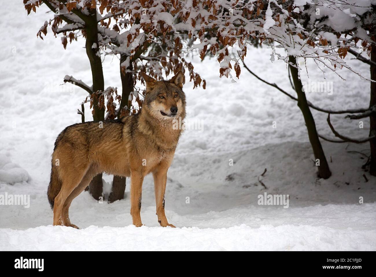 Wolf in wild hi-res stock photography and images - Alamy