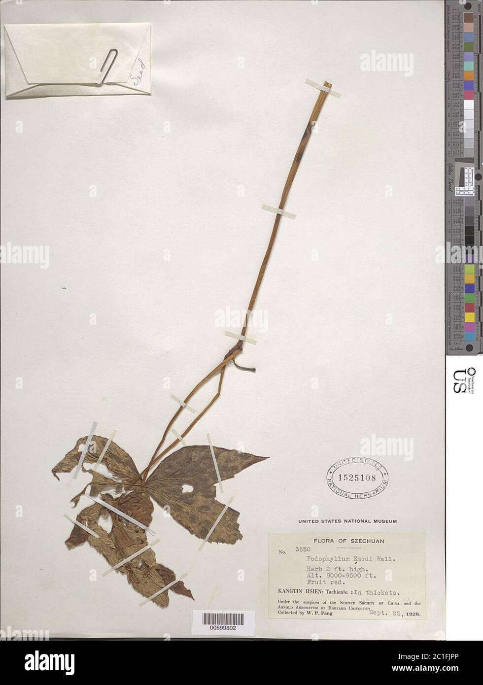 Sinopodophyllum hexandrum hi-res stock photography and images - Alamy