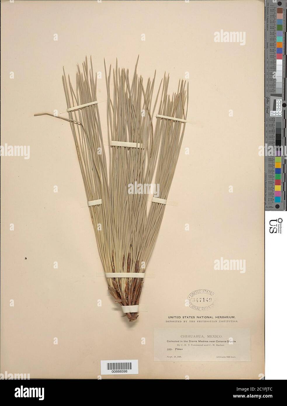 Pinus sp Pinus sp Stock Photo - Alamy