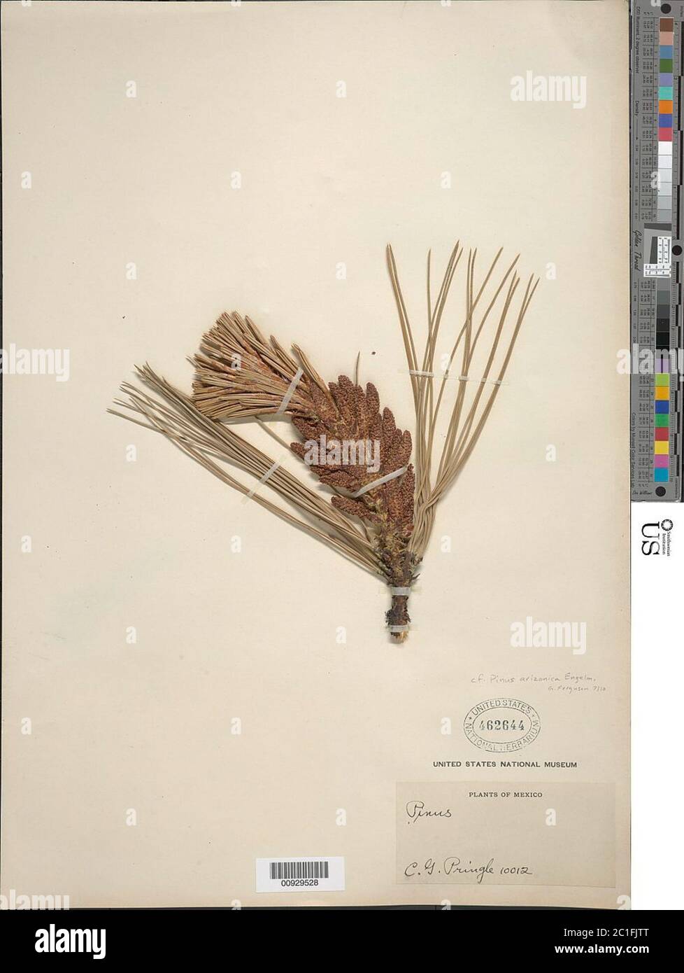 Pinus sp Pinus sp Stock Photo - Alamy