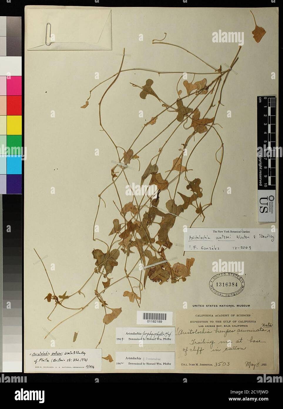 Aristolochia watsonii Wooton Standl Aristolochia watsonii Wooton Standl ...