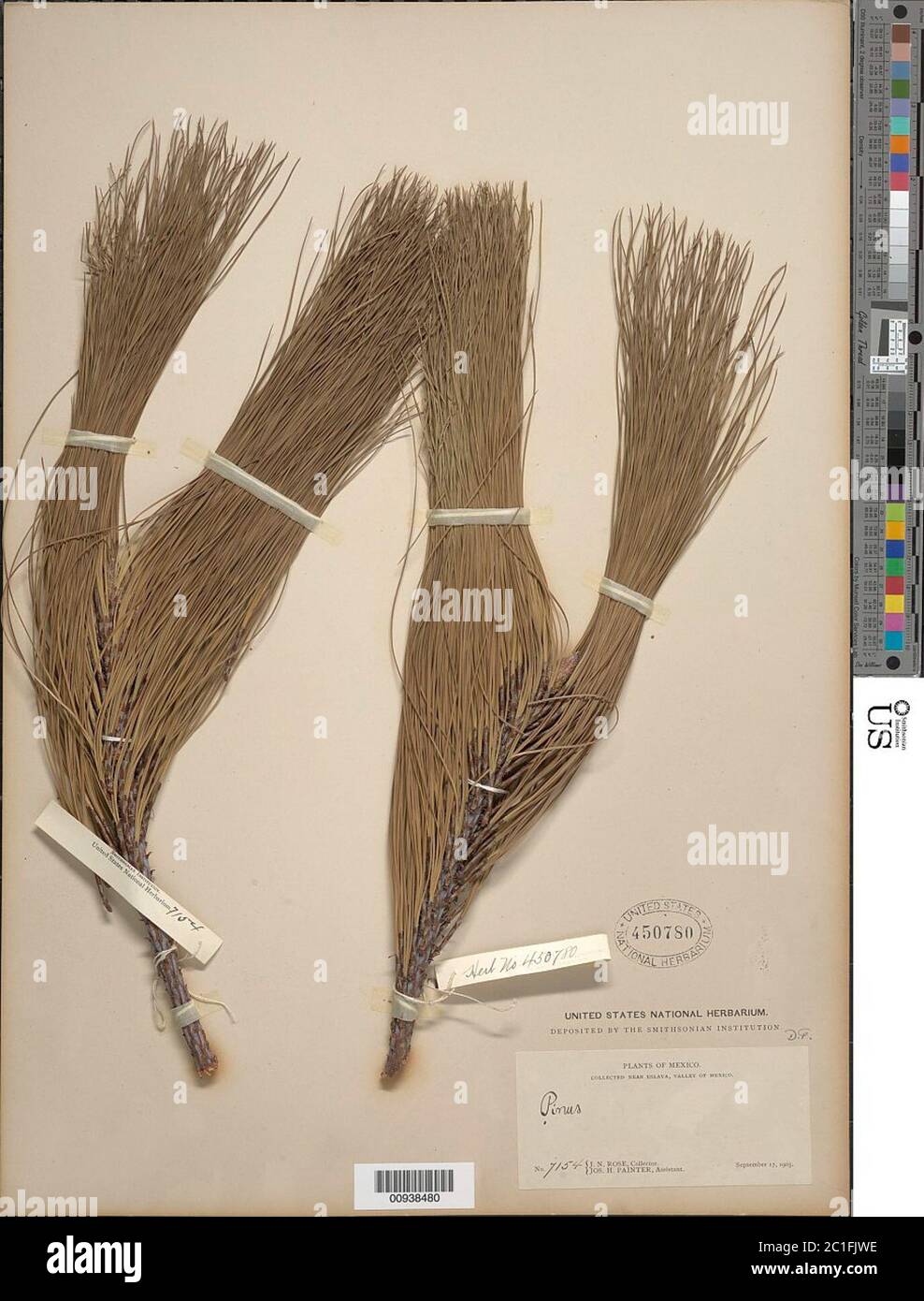 Pinus sp Pinus sp Stock Photo - Alamy