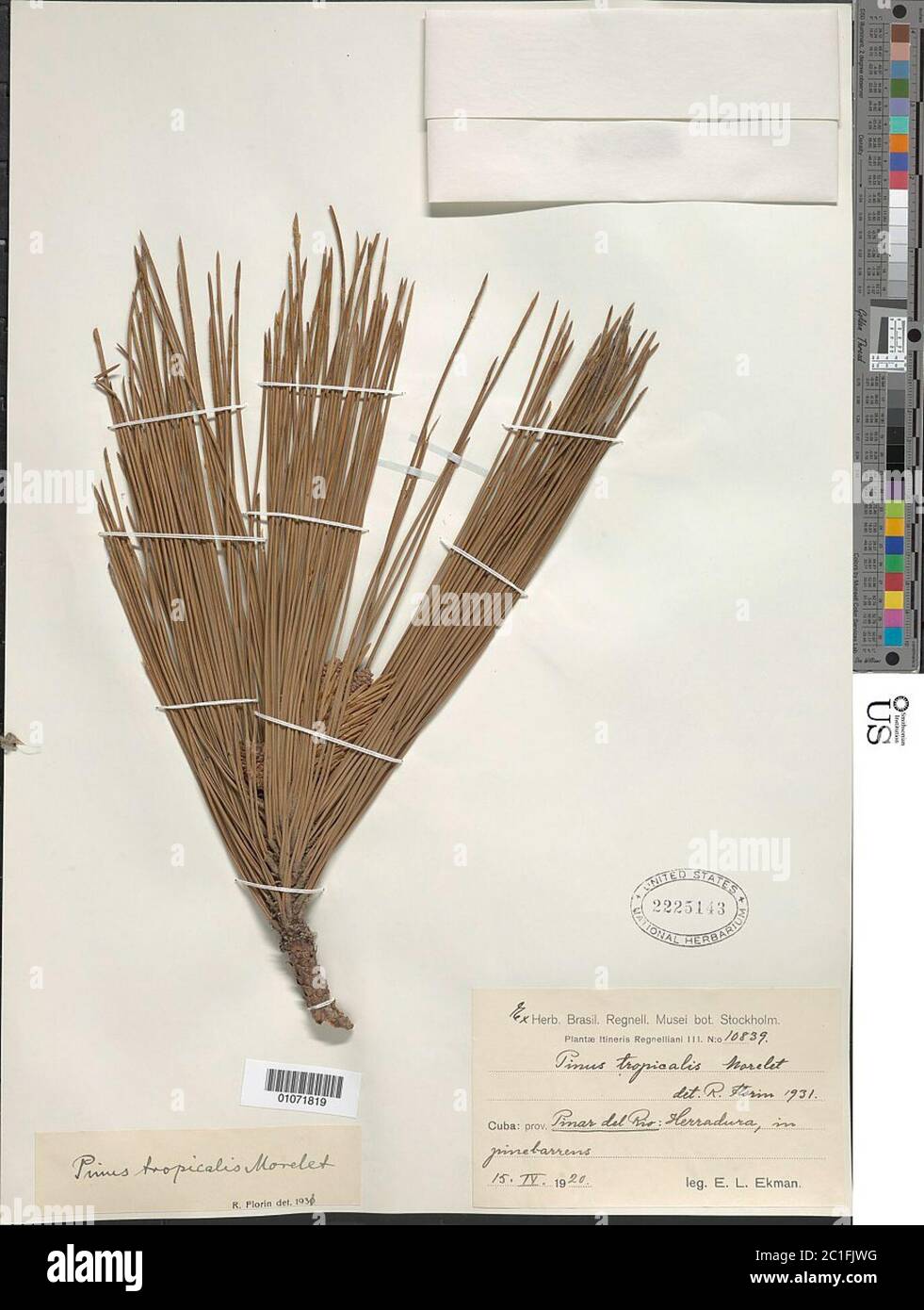 Pinus tropicalis Pinus tropicalis Stock Photo - Alamy