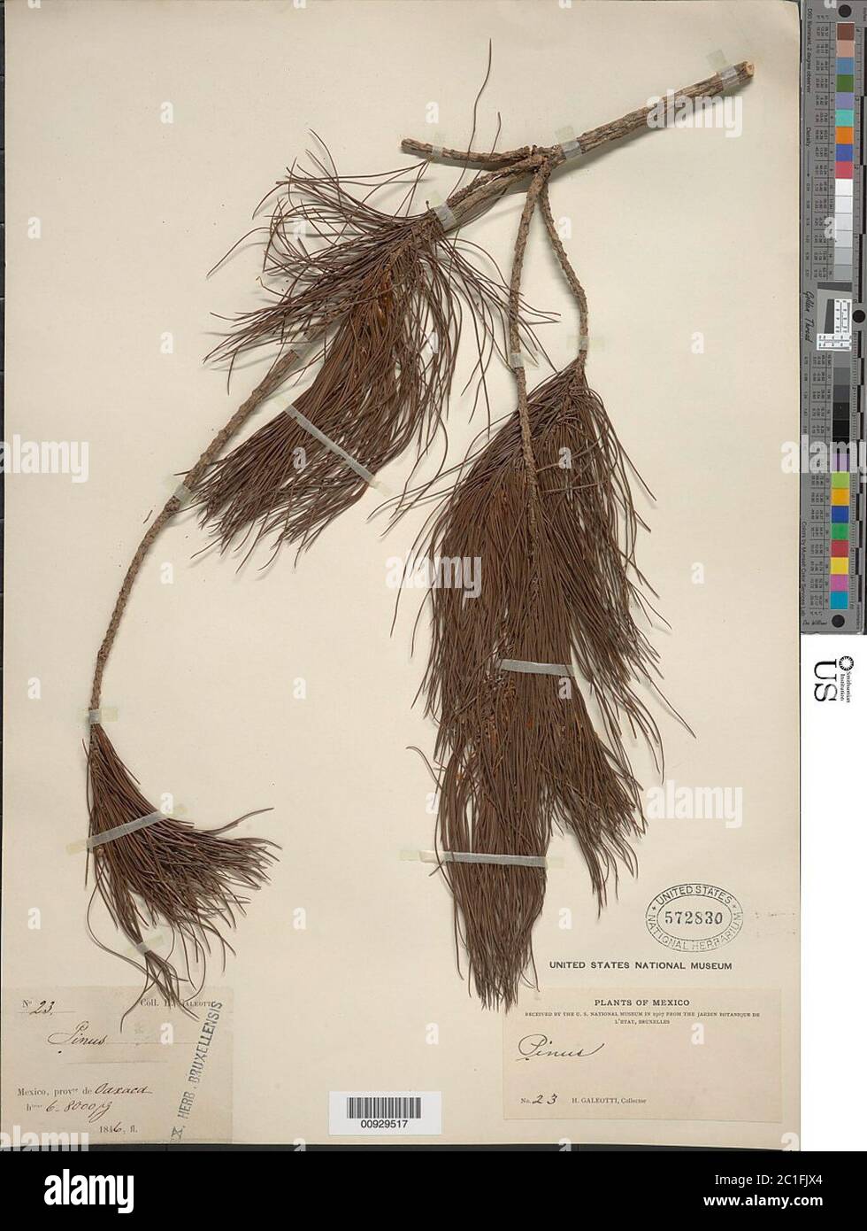 Pinus sp Pinus sp Stock Photo - Alamy