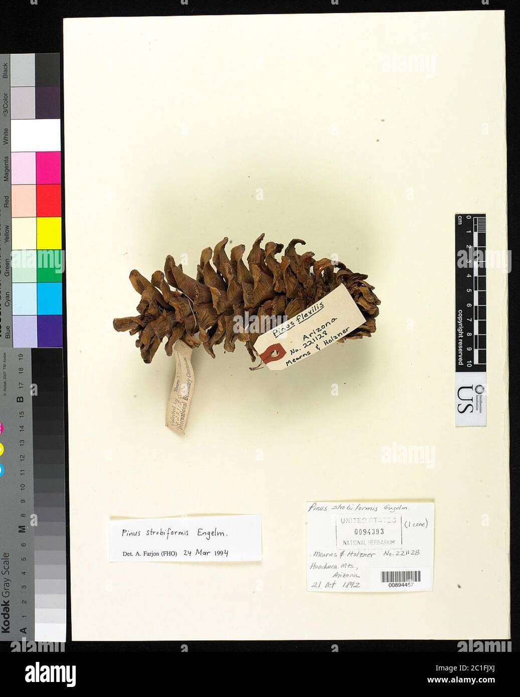 Pinus strobiformis Engelm Pinus strobiformis Engelm Stock Photo - Alamy