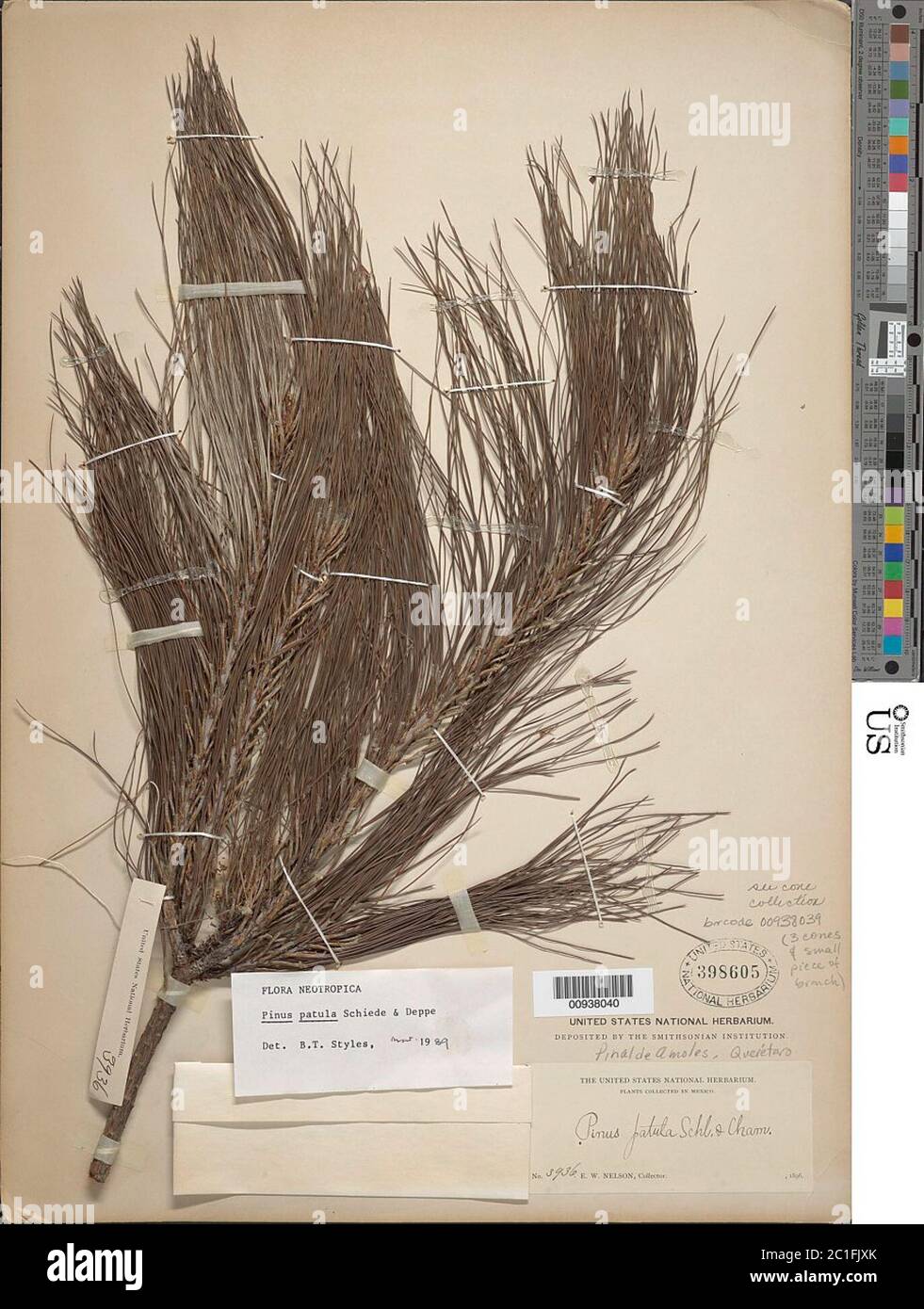 Pinus patula Schltdl Cham Pinus patula Schltdl Cham Stock Photo - Alamy