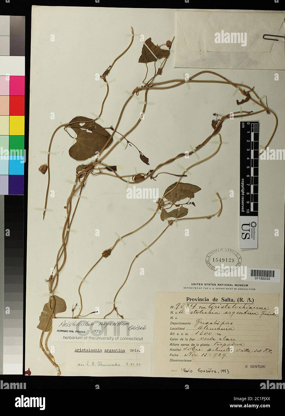Aristolochia argentina Griseb Aristolochia argentina Griseb Stock Photo ...