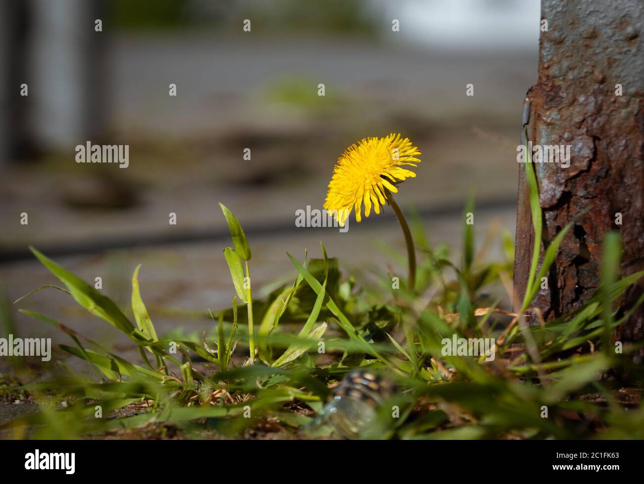 Dandelion growing on the street Stock Photo - Alamy
