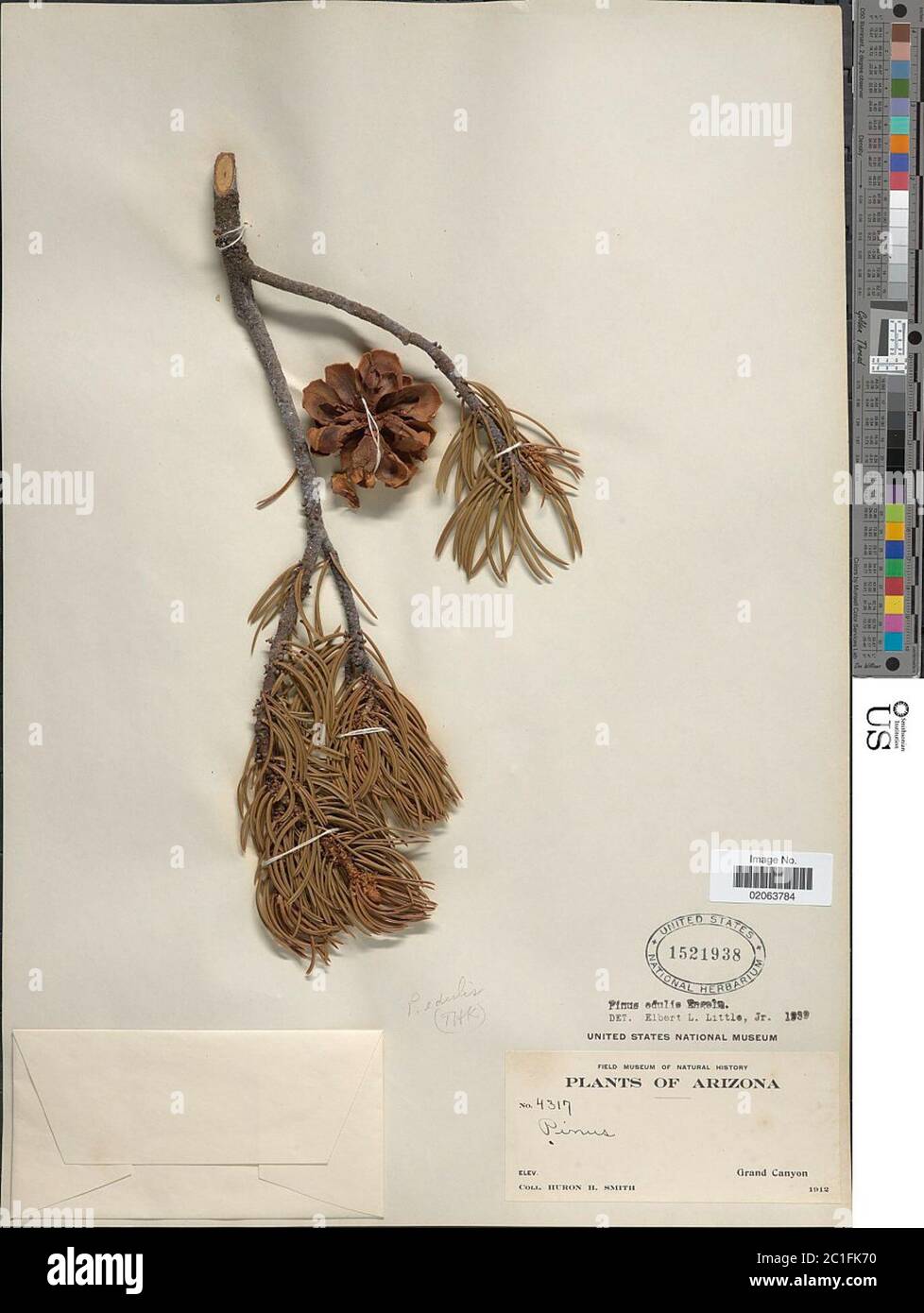 Pinus edulis Engelm Pinus edulis Engelm Stock Photo - Alamy