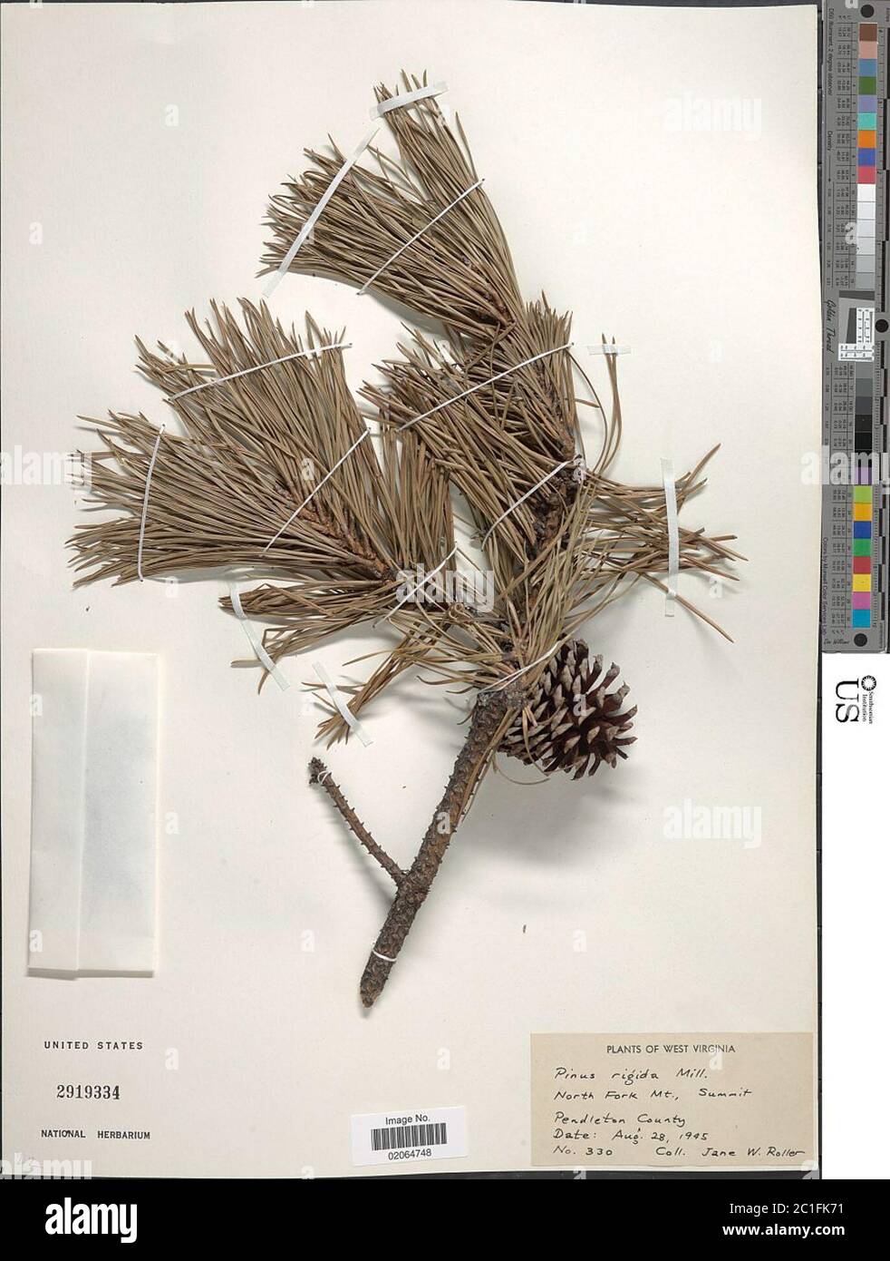 Pinus rigida Mill Pinus rigida Mill Stock Photo - Alamy