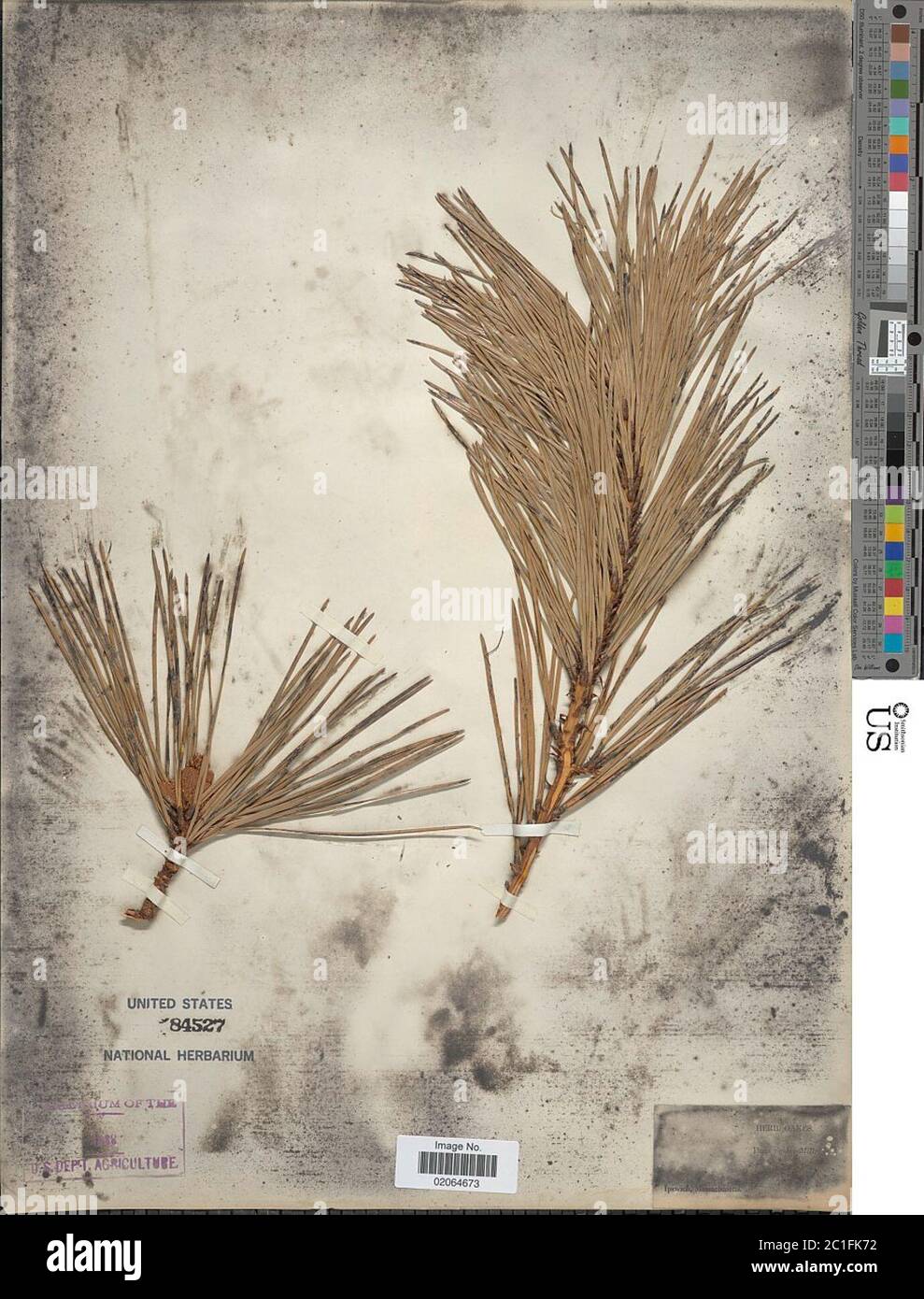 Pinus rigida Mill Pinus rigida Mill Stock Photo - Alamy