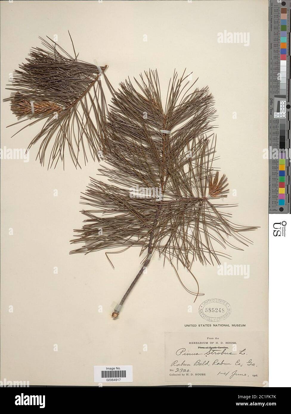 Pinus strobus L Pinus strobus L Stock Photo - Alamy