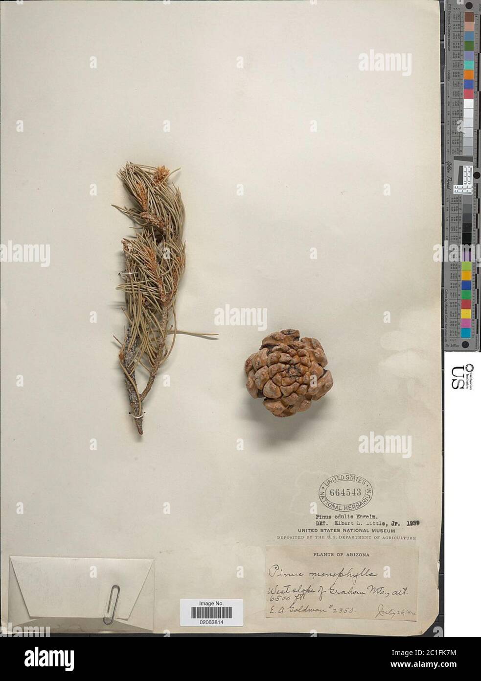 Pinus edulis Engelm Pinus edulis Engelm Stock Photo - Alamy