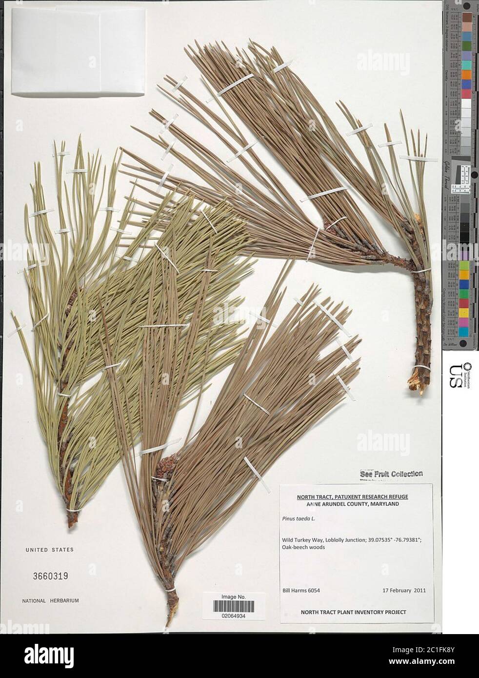 Pinus taeda L Pinus taeda L Stock Photo - Alamy