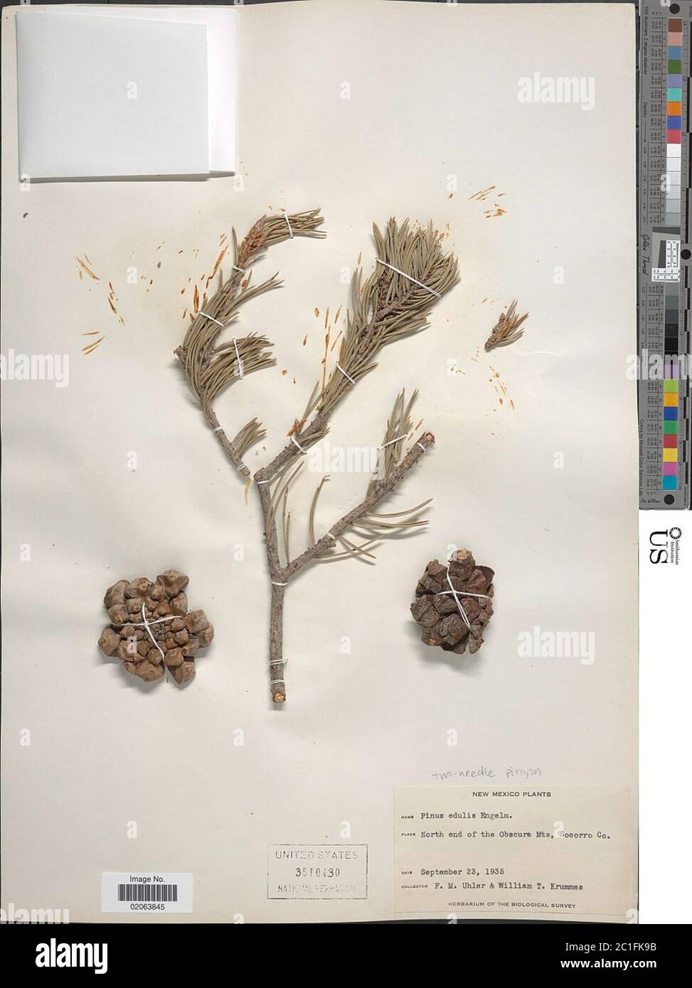 Pinus edulis Engelm Pinus edulis Engelm Stock Photo - Alamy