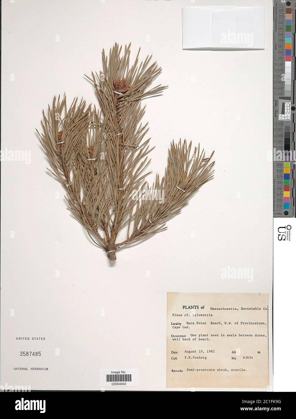 Scots pine specimen pinus sylvestris hi-res stock photography and ...