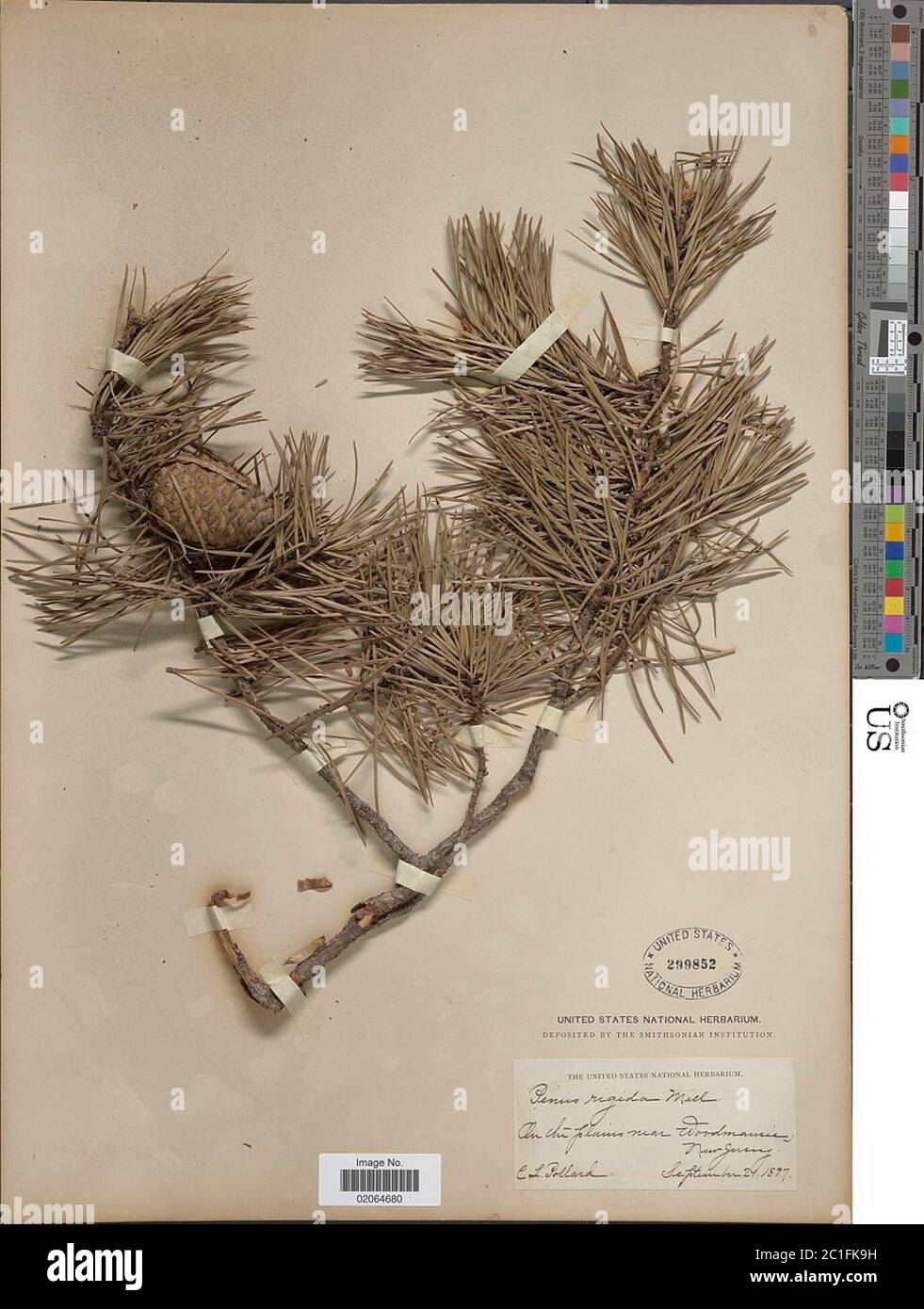 Pinus rigida Mill Pinus rigida Mill Stock Photo - Alamy