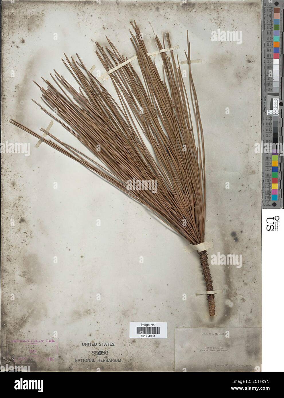 Pinus taeda L Pinus taeda L Stock Photo - Alamy