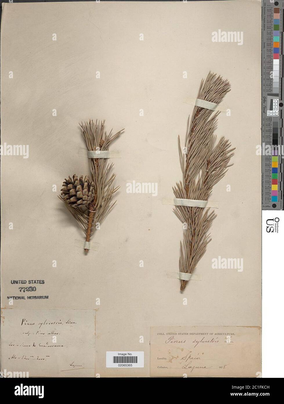 Pinus sylvestris L Pinus sylvestris L Stock Photo - Alamy