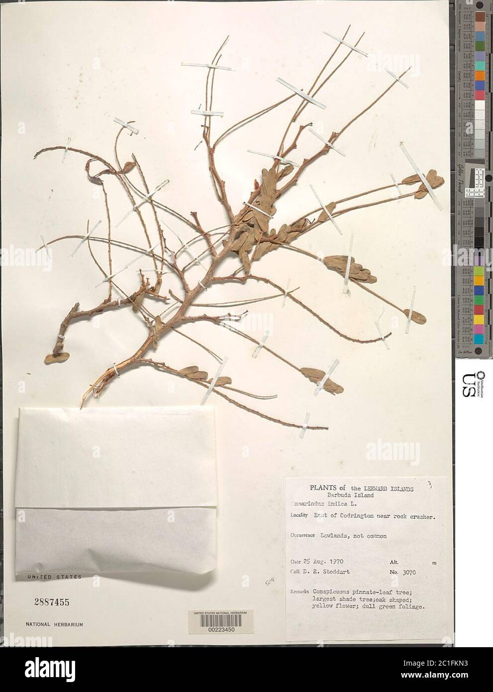 Tamarindus indica L Tamarindus indica L Stock Photo - Alamy