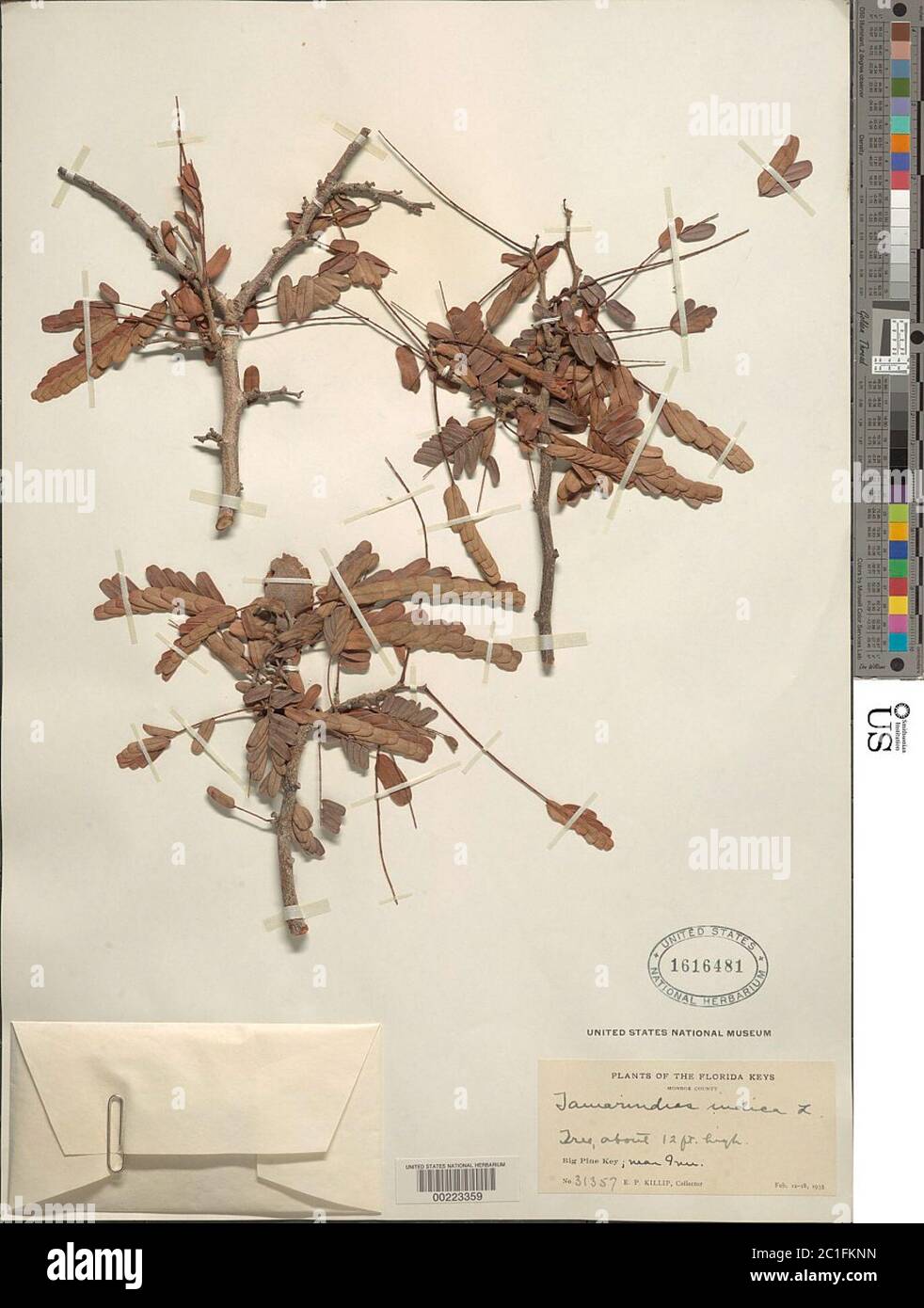 Tamarindus indica L Tamarindus indica L Stock Photo - Alamy