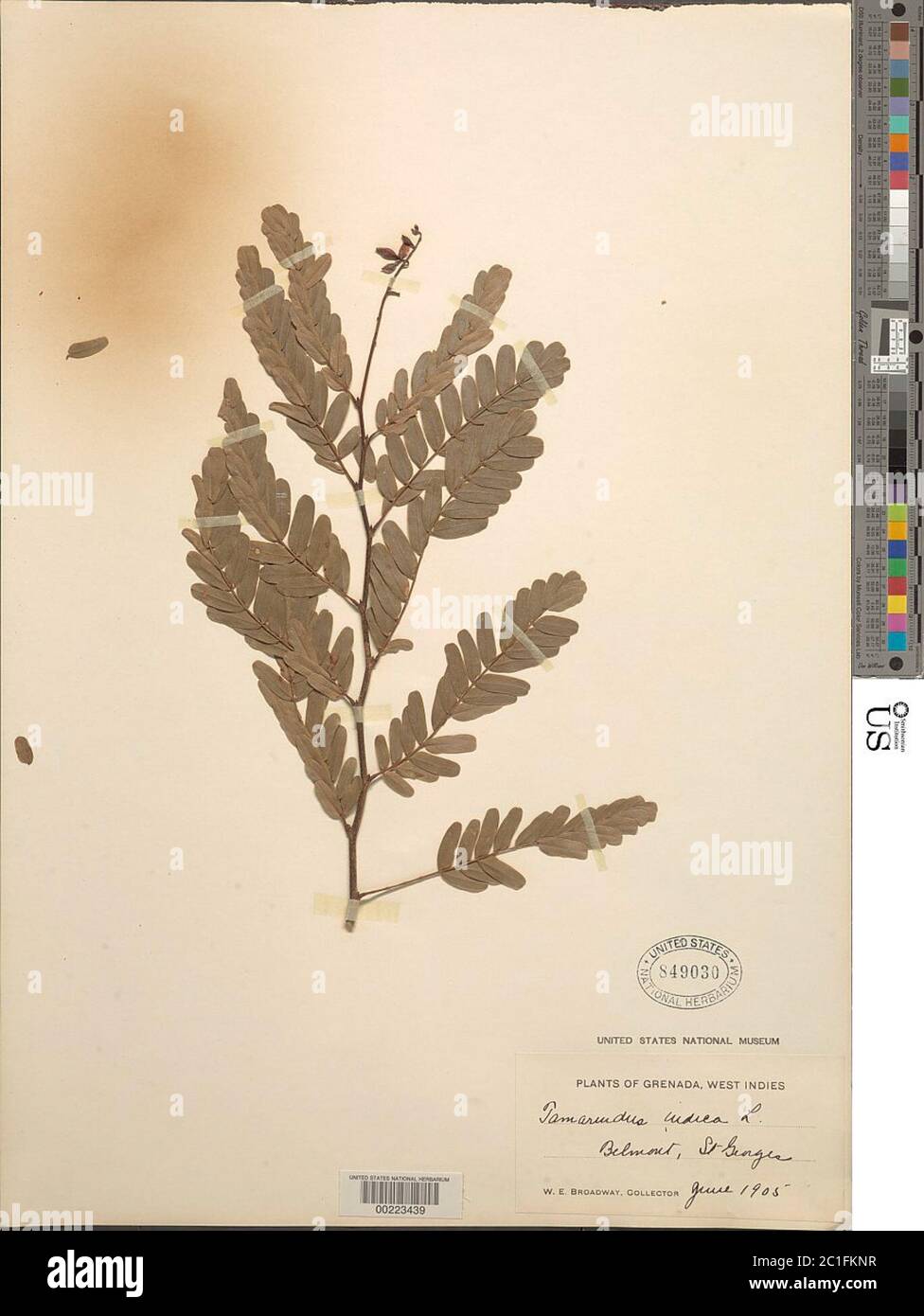 Tamarindus indica L Tamarindus indica L Stock Photo - Alamy