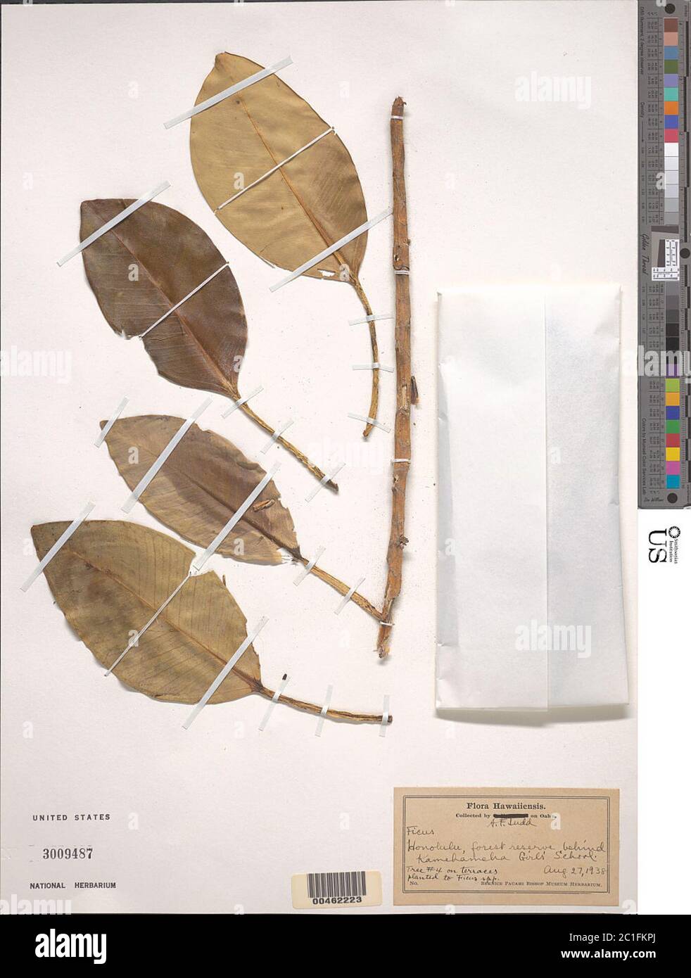 Ficus sp Ficus sp Stock Photo - Alamy