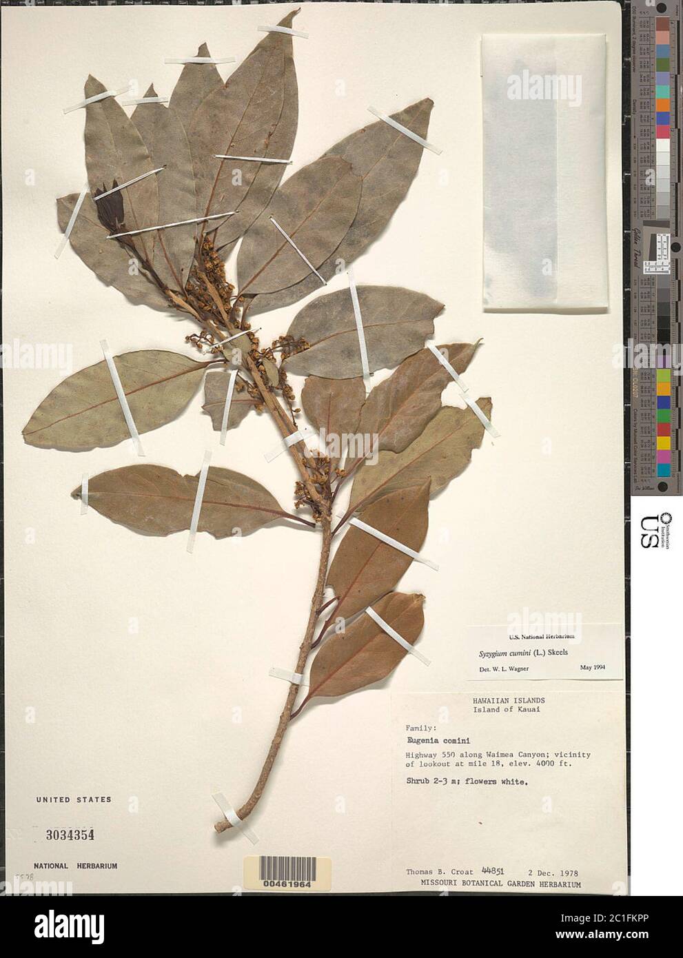 Syzygium cumini L Skeels Syzygium cumini L Skeels Stock Photo - Alamy