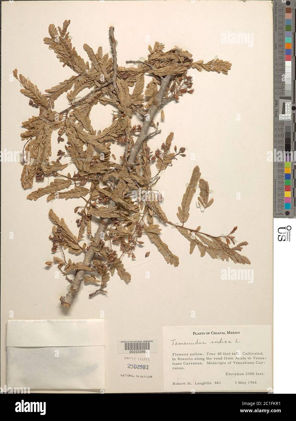 Tamarindus indica L Tamarindus indica L Stock Photo - Alamy