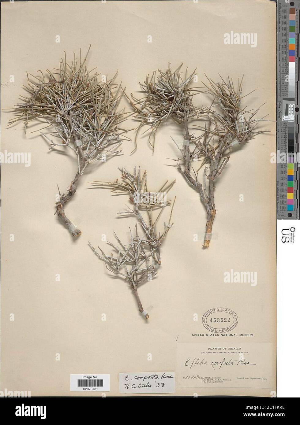 Ephedra compacta Rose Ephedra compacta Rose Stock Photo - Alamy