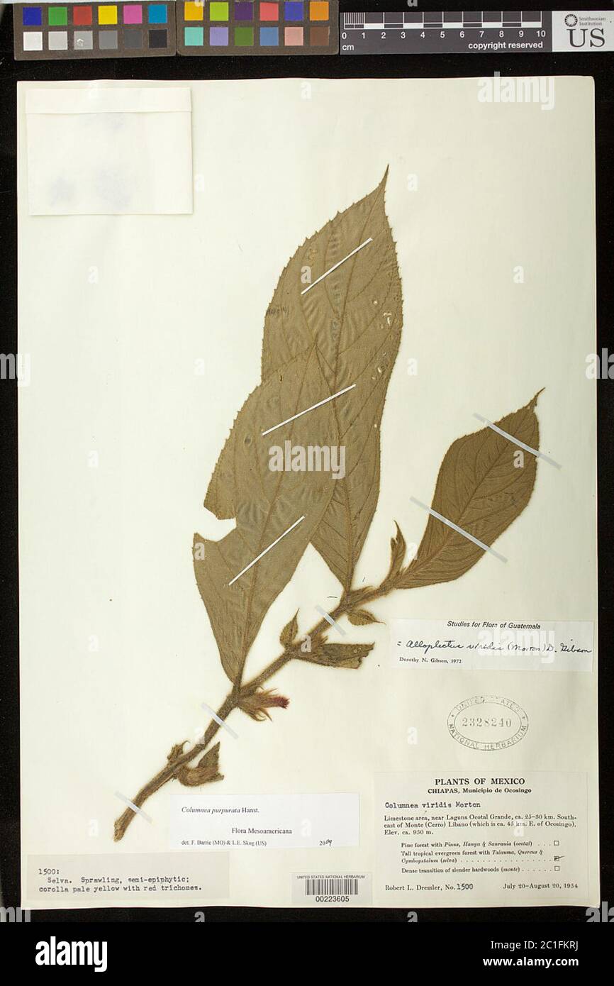 Columnea purpurata Hanst Columnea purpurata Hanst Stock Photo - Alamy