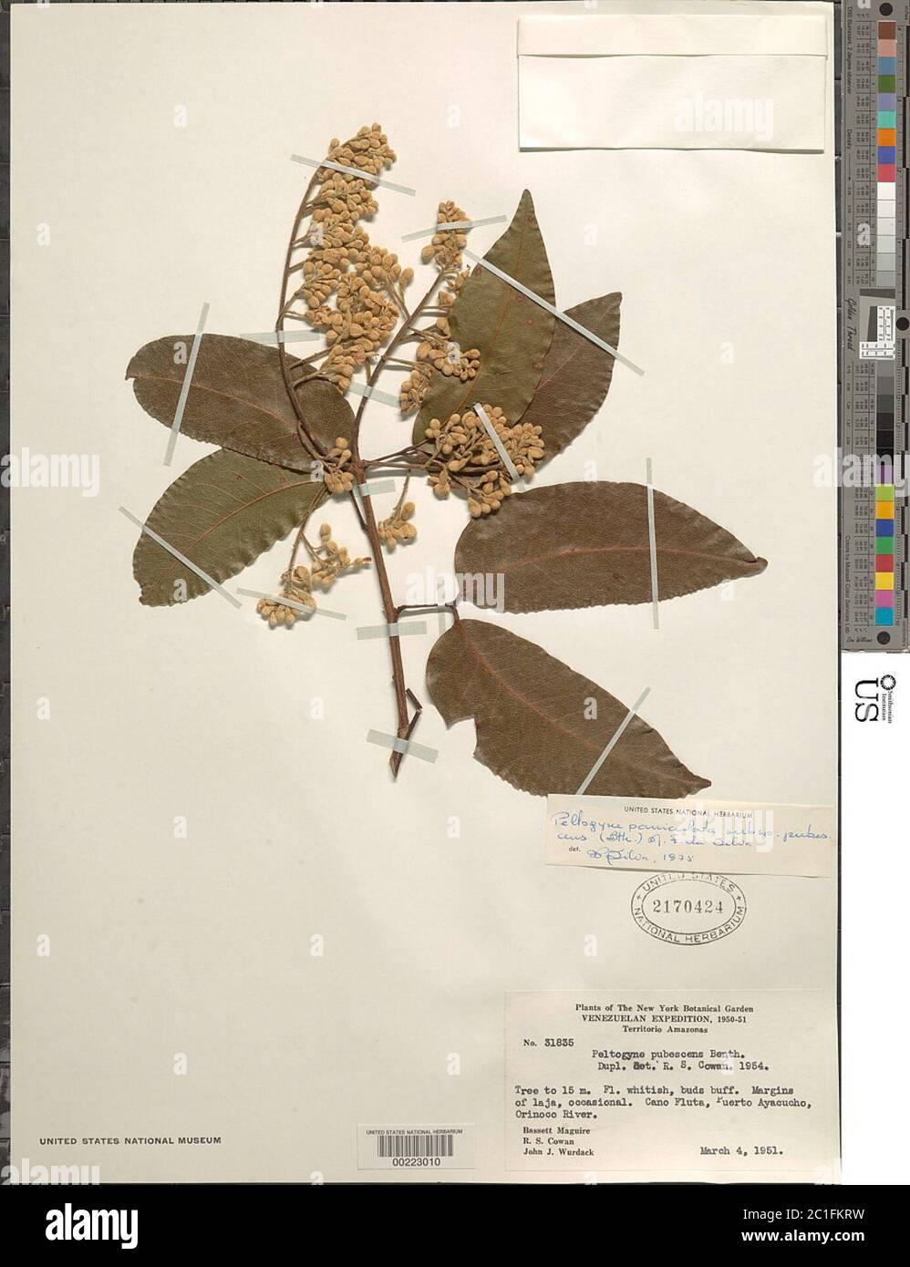 Peltogyne paniculata subsp pubescens Benth MF Silva Peltogyne ...