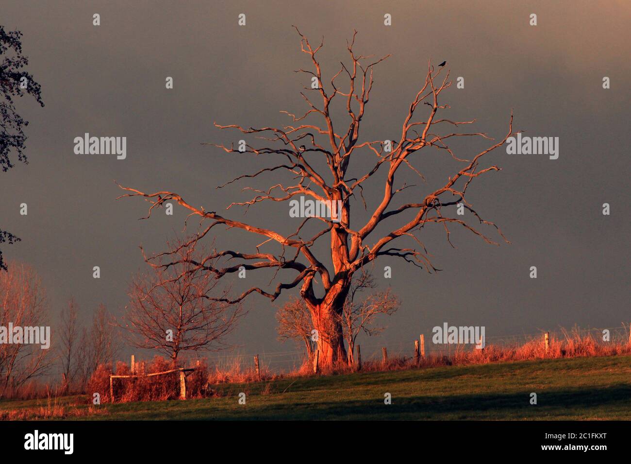 Bald dead tree in the sunset Stock Photo - Alamy