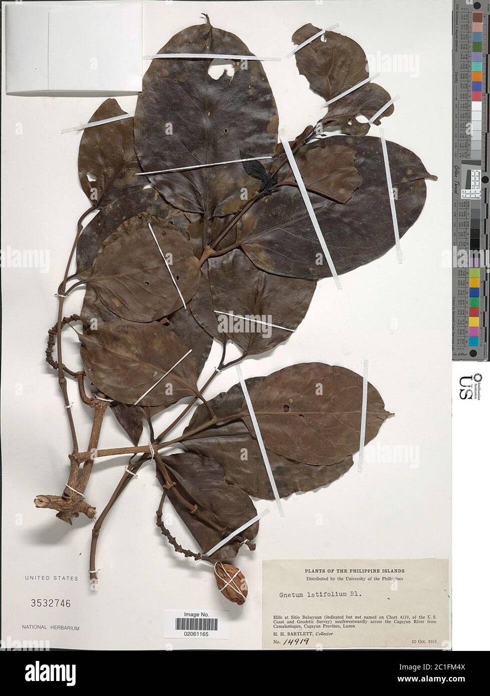 Gnetum latifolium Blume Gnetum latifolium Blume Stock Photo - Alamy