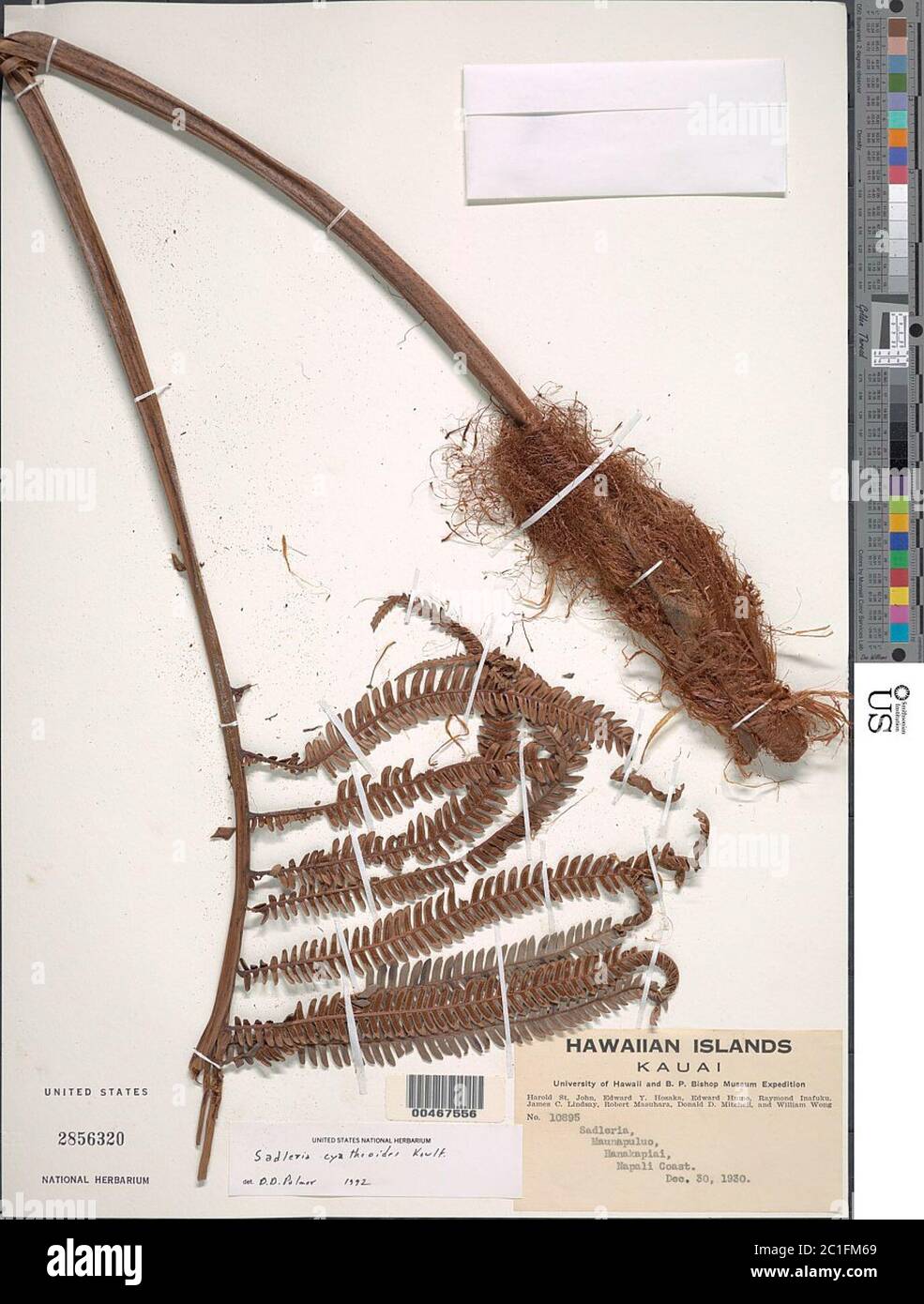 Sadleria hi-res stock photography and images - Alamy