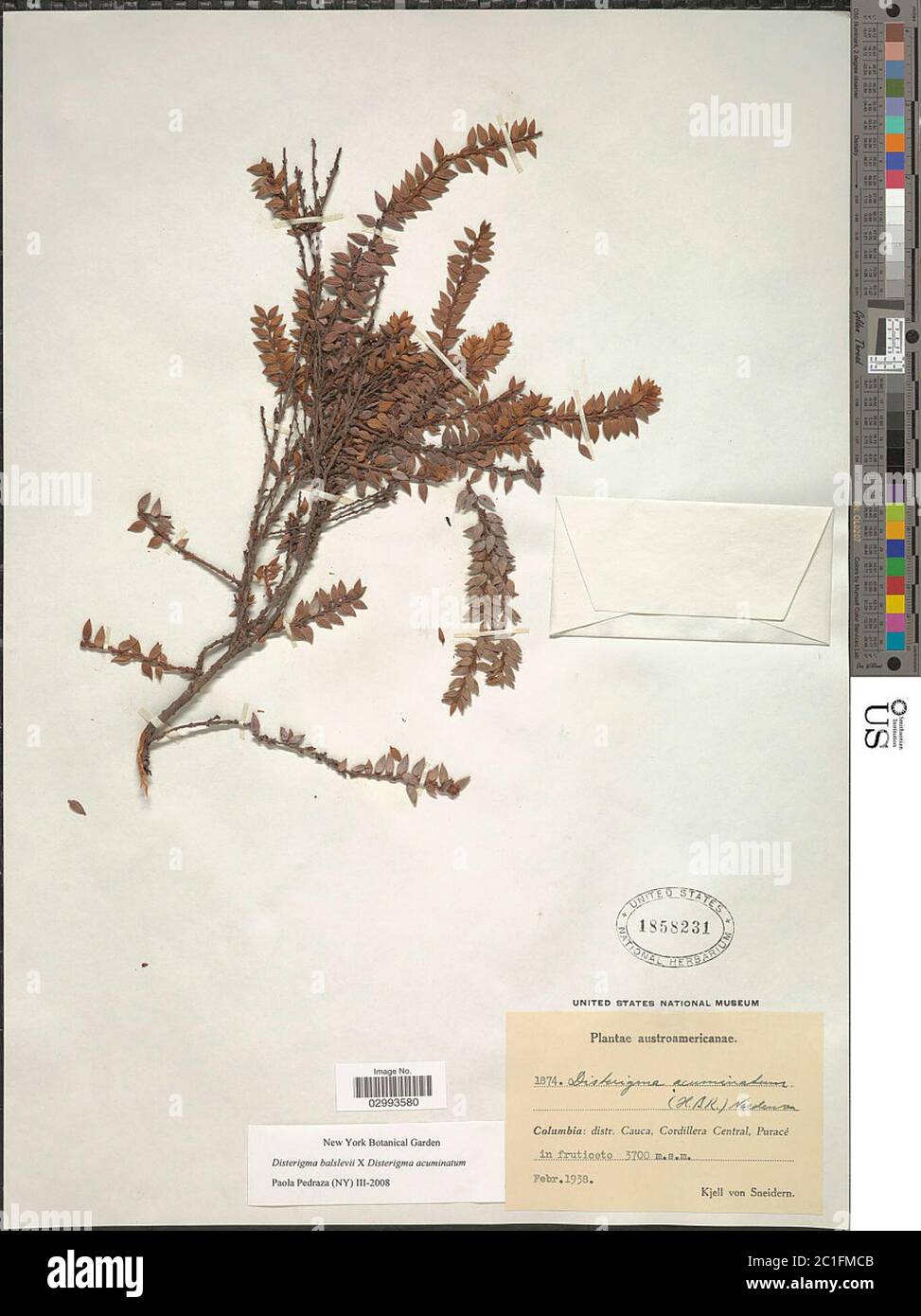 Disterigma balslevii Luteyn x D acuminatum Kunth Nied Disterigma ...