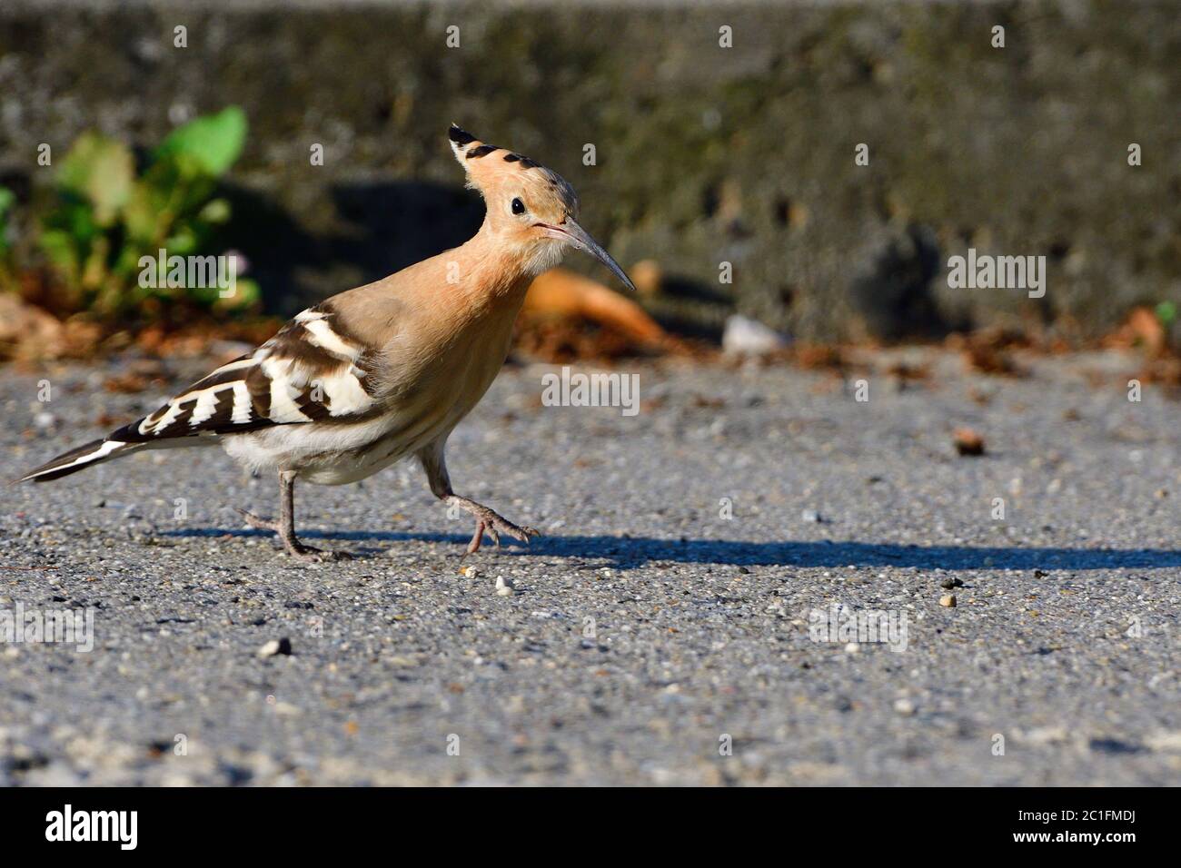 Eurasian hoopoe looking for food in autumn Stock Photo - Alamy