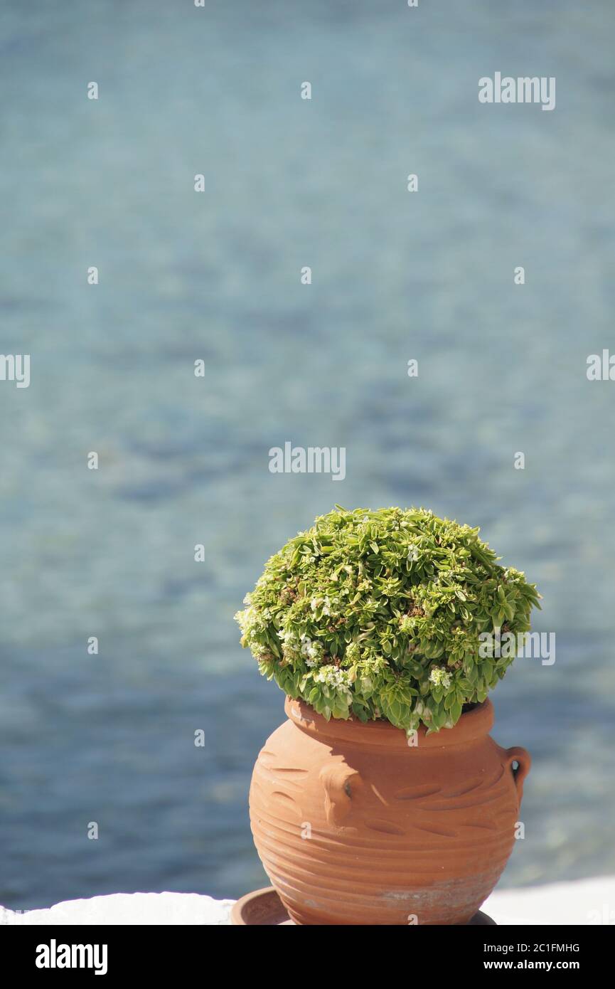 Greek basil hi-res stock photography and images - Alamy